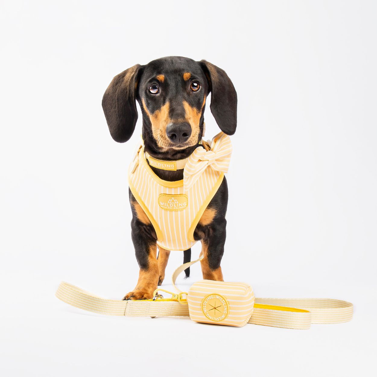 Wildling Pet Co. | Honeycomb Remix Collection | Yellow Dog Accessories
