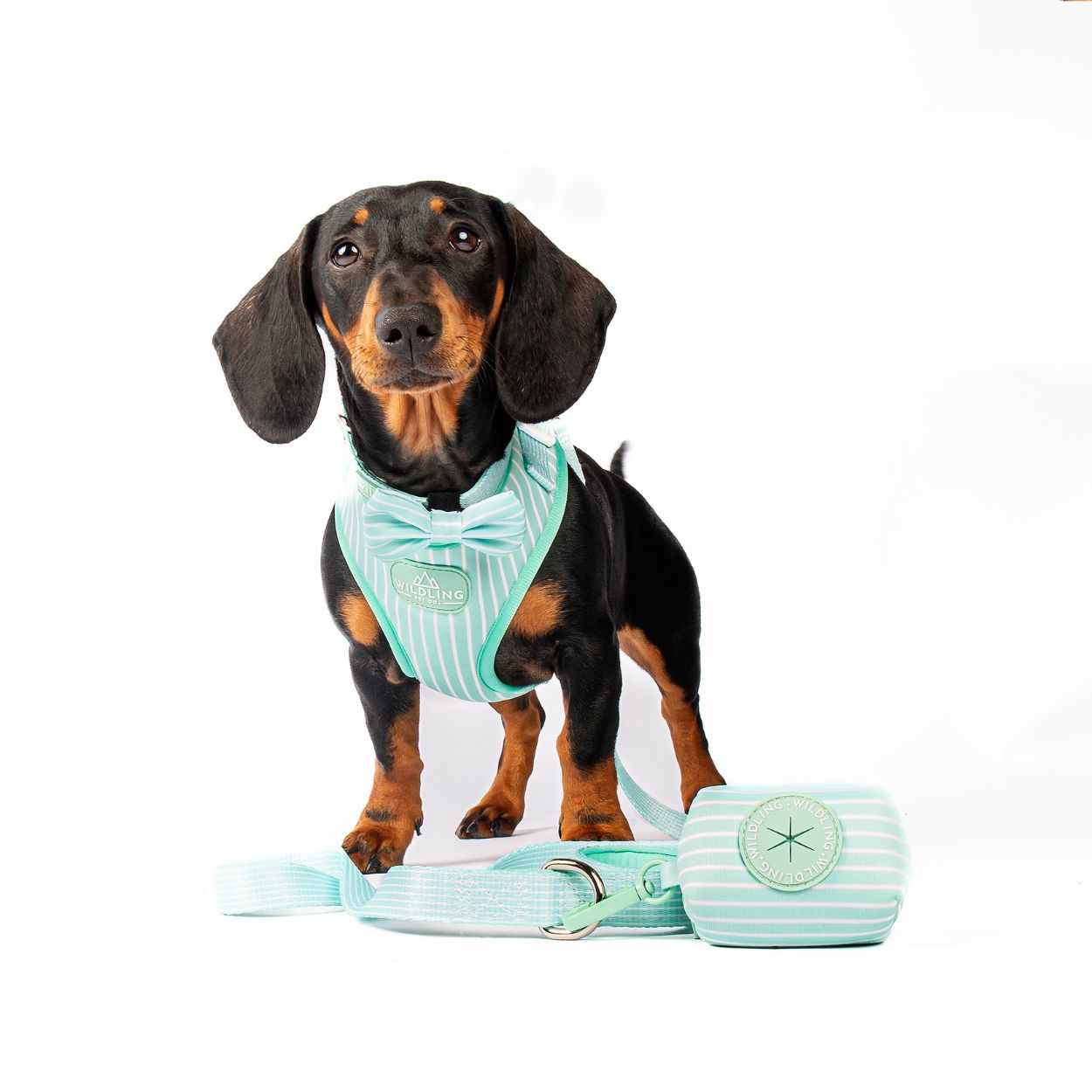 Wildling Pet Co. | Minty Remix Collection | Green Dog Accessories